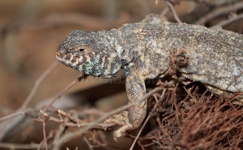 Lizard relaxing during day stock photo. Image of relaxing - 140904820