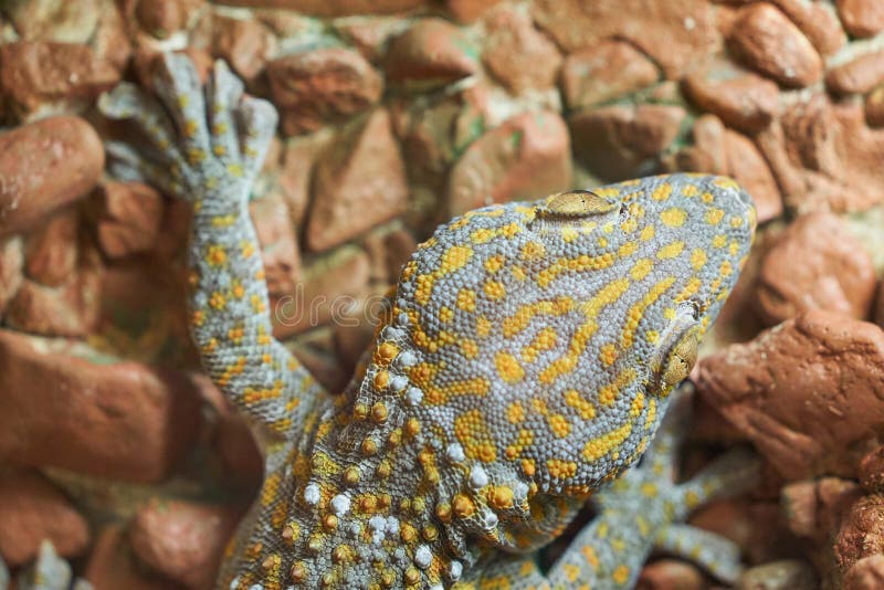 Lizard relaxing during day stock photo. Image of relaxing - 140904820