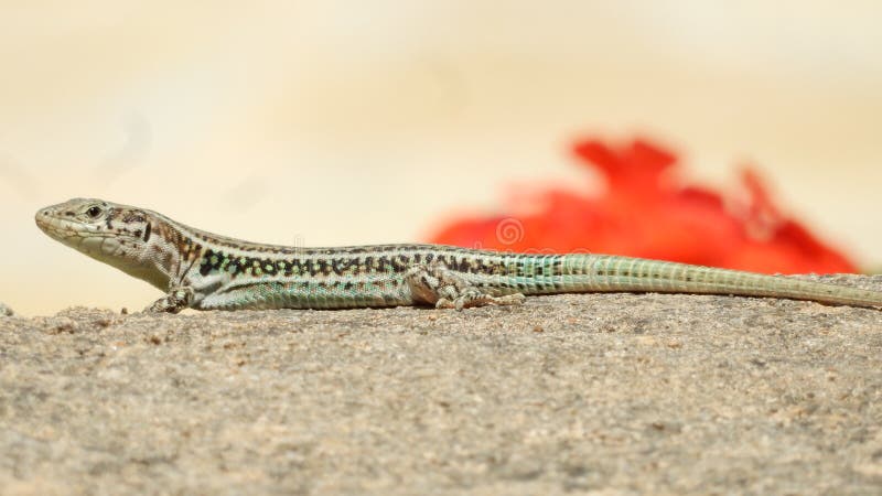 Lizard stock photo. Image of green, teal, reptile, lizard - 69040270