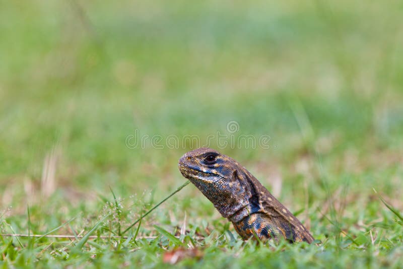 The Lizard Hole in the Wall Stock Image - Image of formation, nature ...