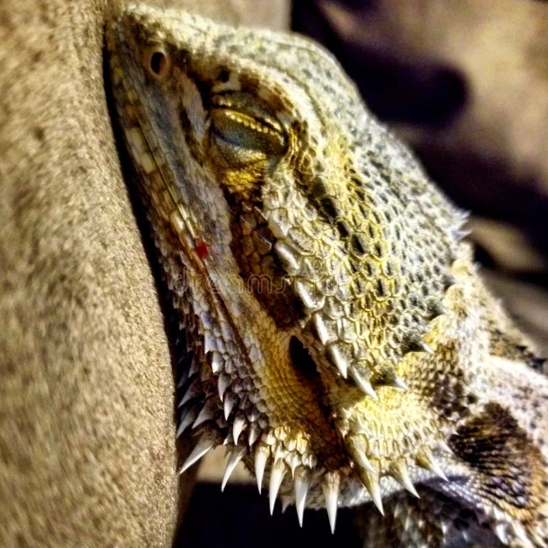 Lizard stock photo. Image of reptile, lizard, sleeping - 147600068