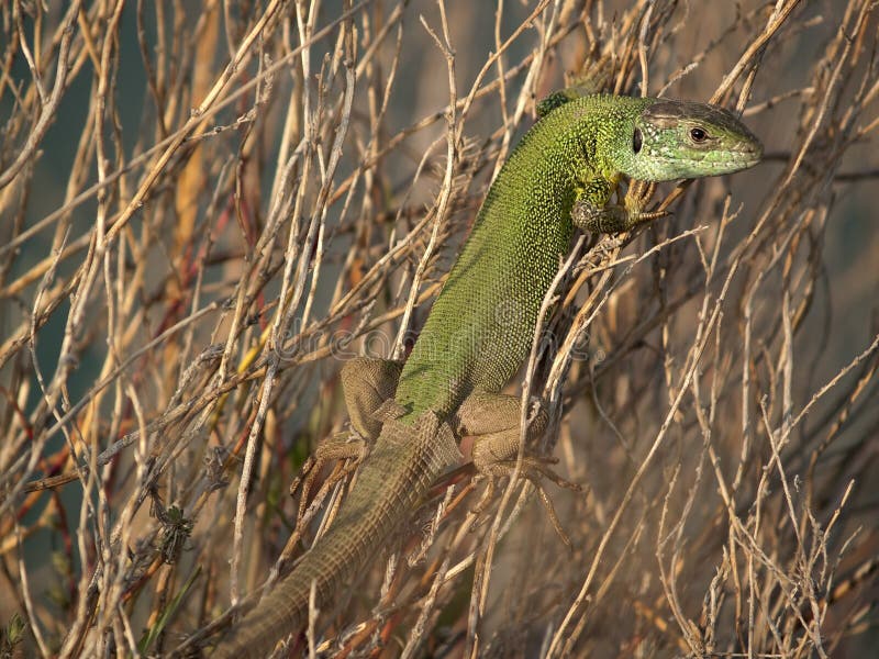 Lizard resting stock photo. Image of reptile, macro, reptilian - 9202548
