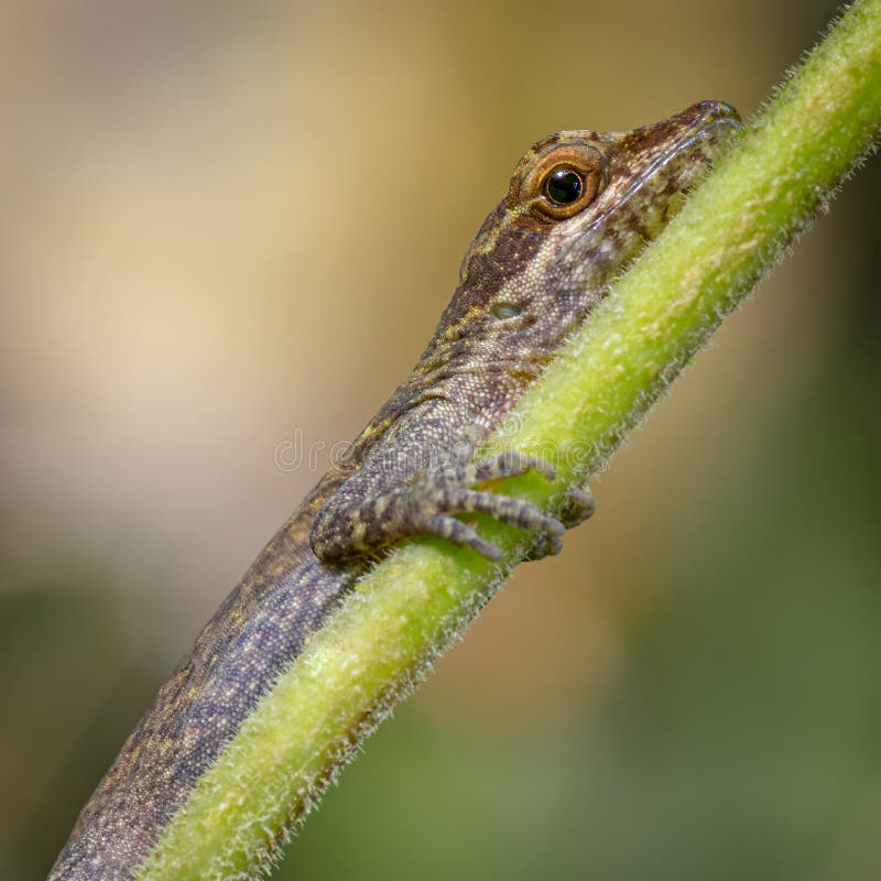 Lizard resting on a branch stock image. Image of herpets - 208452207