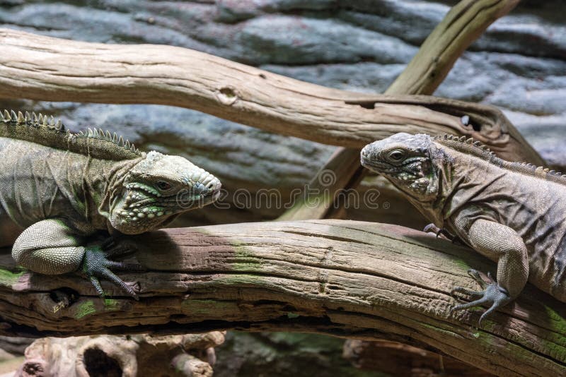 Lizard resting on a branch stock image. Image of nature - 81619897