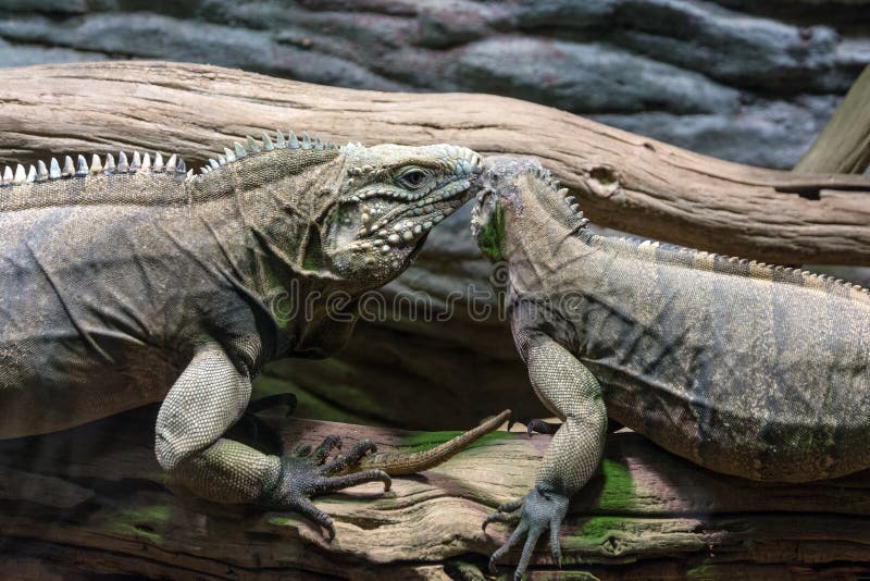 Lizard resting on a branch stock photo. Image of iguana - 81727308