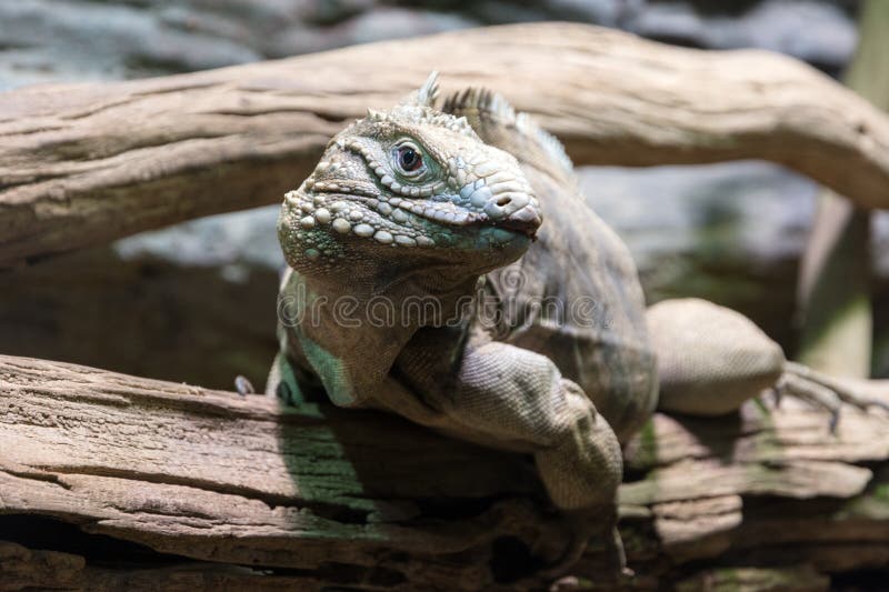 Lizard resting on a branch stock photo. Image of iguana - 81741782