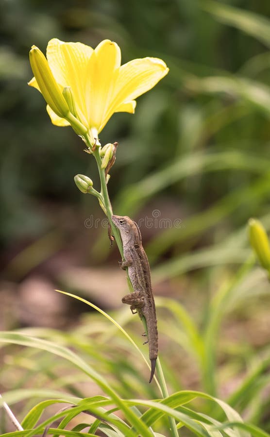 Lizard Flower stock photo. Image of animals, nature, plants - 42655402