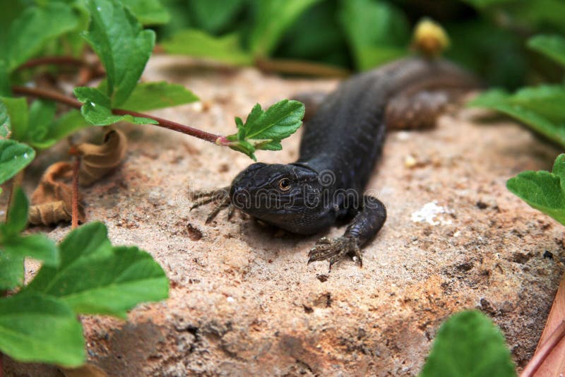 Lizard resting on rock stock photo. Image of black, rocky - 14682612