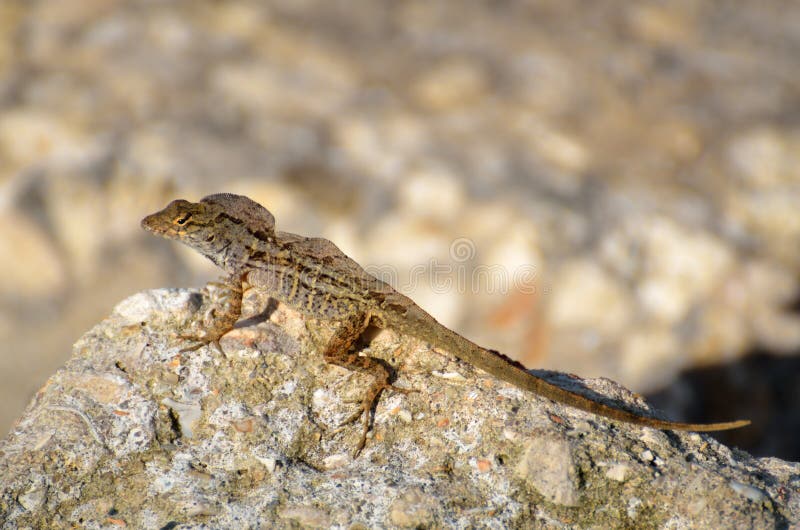 Lizard resting on rock stock photo. Image of black, rocky - 14682612