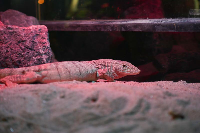 Lizard Resting on Sandy Surface Inside a Terrarium at Night Stock Image ...