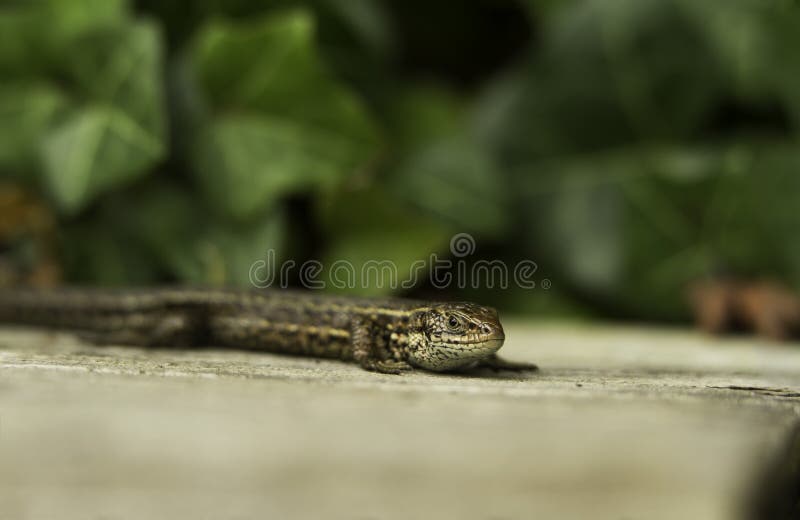 Lizard resting on seat stock image. Image of alerted - 26863341