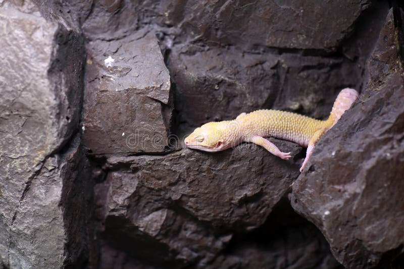 Lizard resting on stone stock image. Image of foot, basilisk - 46376043