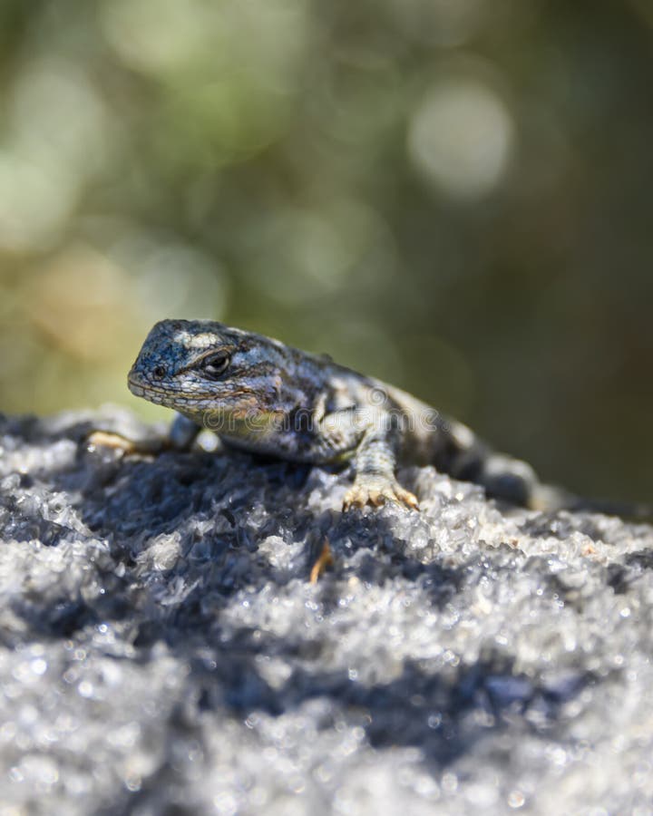 Lizard Resting on a Textured Rock in a Natural Setting during Daylight ...