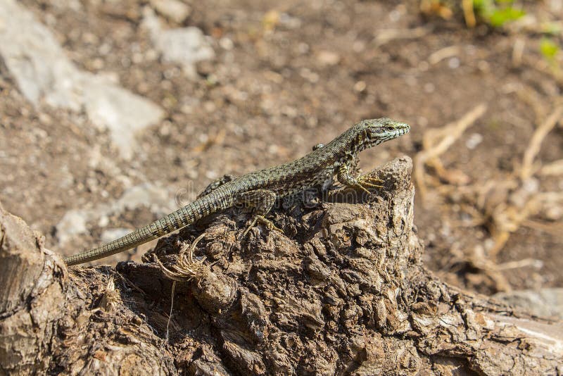Lizard in the Sun stock photo. Image of area, skin, wildlife - 230874054