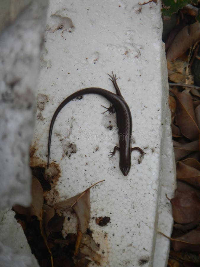 Lizard Curls Stock Photos - Free & Royalty-Free Stock Photos from ...