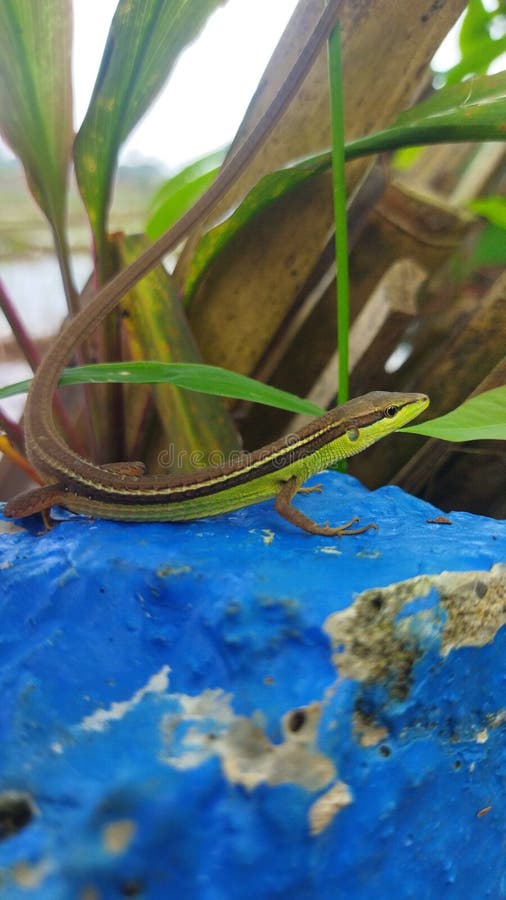 Lizard in the rice fields stock image. Image of wildlife - 264389763