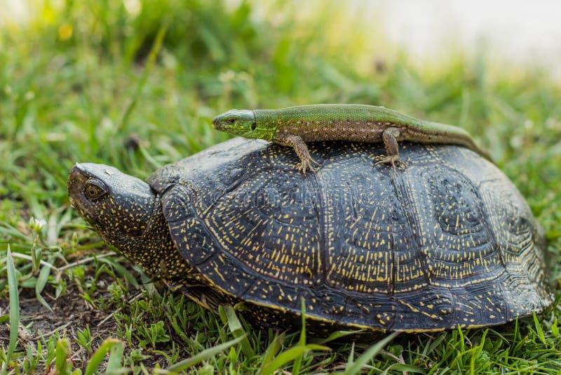 Lizard riding a turtle. stock image. Image of nature - 52995249