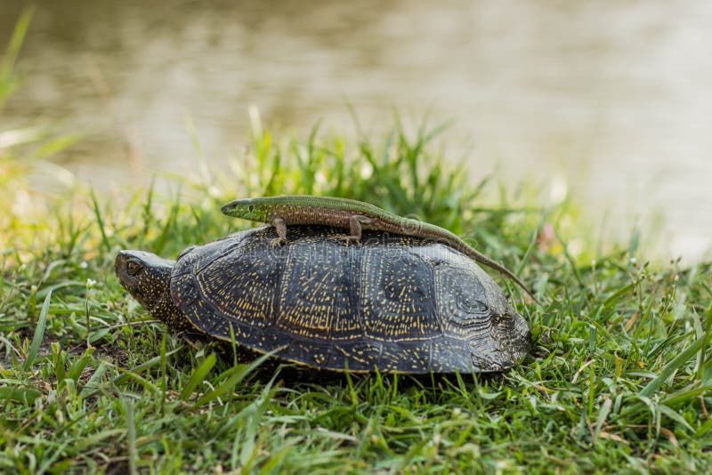 Lizard riding a turtle. stock image. Image of nature - 52995707