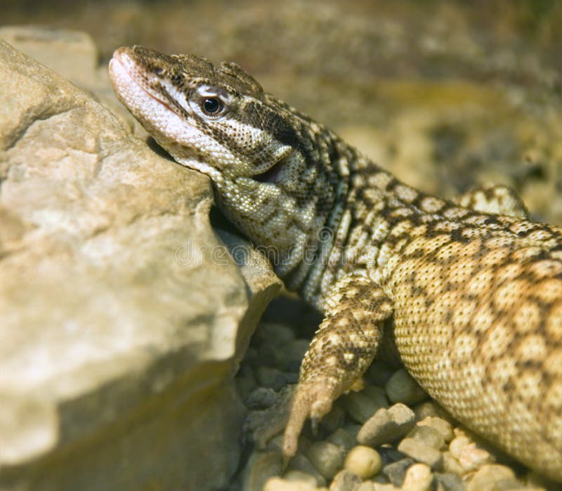 Lizard Scaly Reptiles Komodo Indonesia Savannah Stock Photo - Image of ...