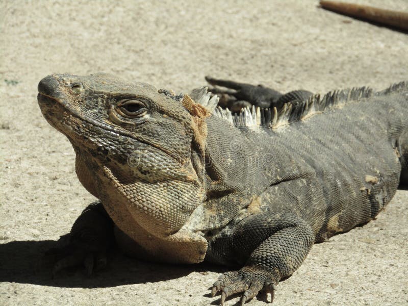 Lizard at Maya Pyramid Temple Ruins Tulum in Yucatan, Mexico Stock ...