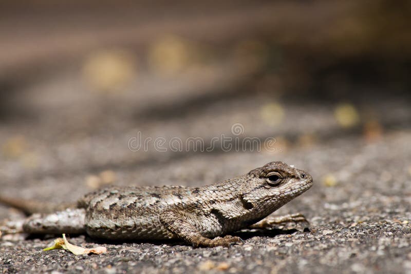 Desert Lizard Looking Towards the Future Stock Image - Image of sands ...