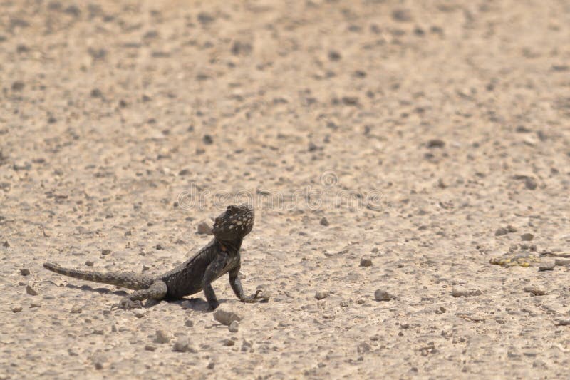 Lizard on the road stock photo. Image of descriptive - 25037644