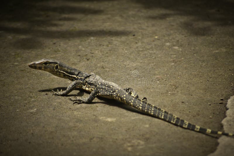 Frill Neck Lizard on Road stock image. Image of australia - 3629363