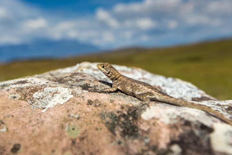 Lizard in Road To Mount Roraima - Venezuela, Latin America Stock Image ...