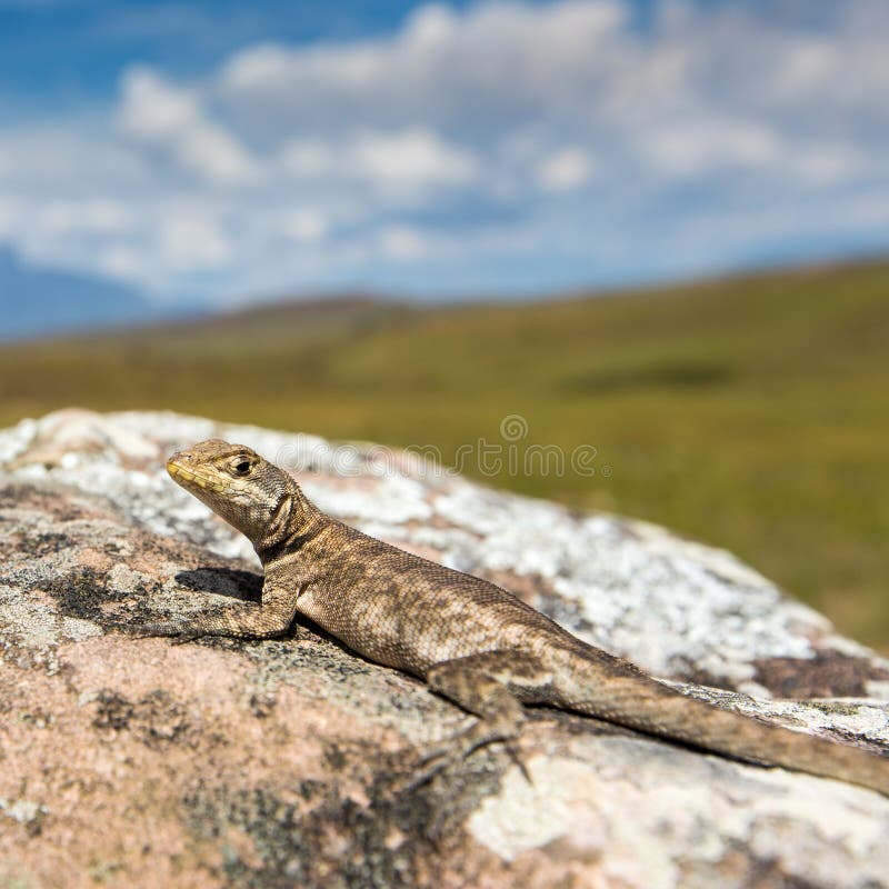 Lizard in Road To Mount Roraima - Venezuela, Latin America Stock Image ...
