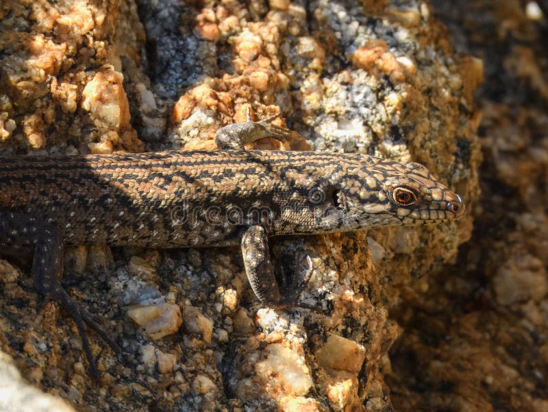Southwestern Crevice Skink (Egernia Napoleonis) in Australia Stock ...