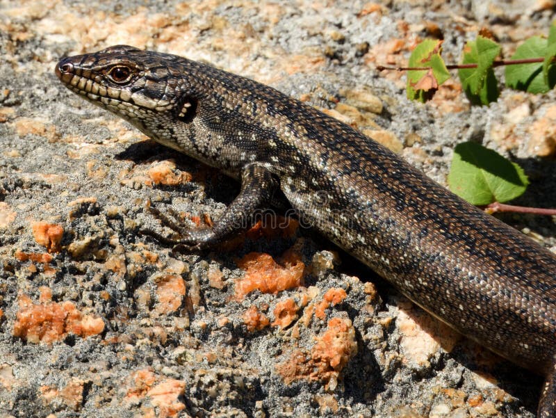Southwestern Crevice Skink (Egernia Napoleonis) in Australia Stock ...