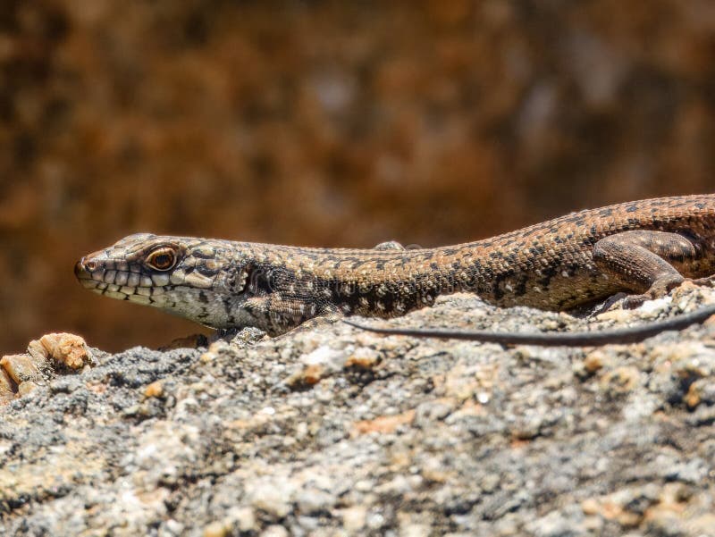Southwestern Crevice Skink (Egernia Napoleonis) in Australia Stock ...