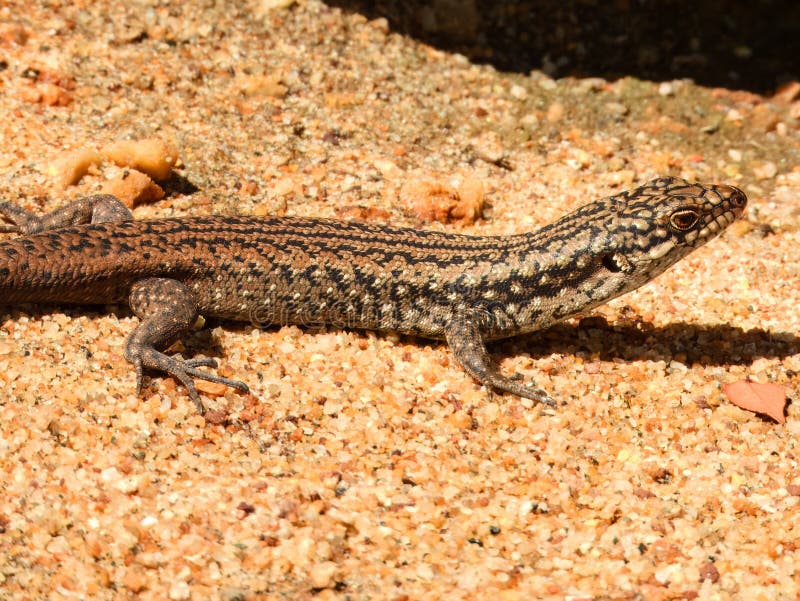Southwestern Crevice Skink (Egernia Napoleonis) in Australia Stock ...