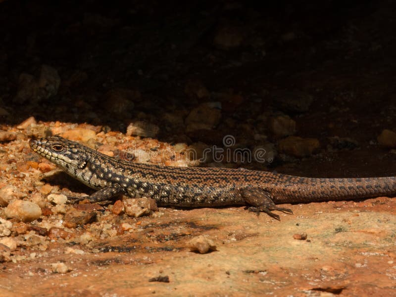 Southwestern Crevice Skink (Egernia Napoleonis) in Australia Stock ...