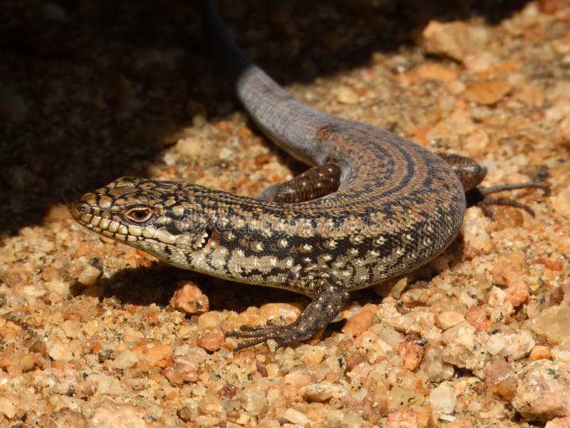 Southwestern Crevice Skink (Egernia Napoleonis) in Australia Stock ...