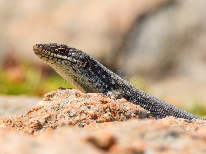 Southwestern Crevice Skink (Egernia Napoleonis) in Australia Stock ...