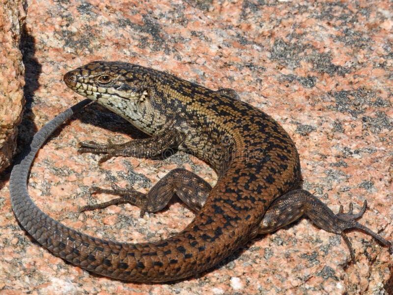 Southwestern Crevice Skink (Egernia Napoleonis) in Australia Stock ...