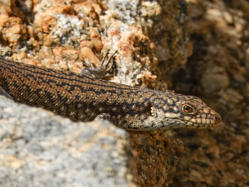 Southwestern Crevice Skink (Egernia Napoleonis) in Australia Stock ...