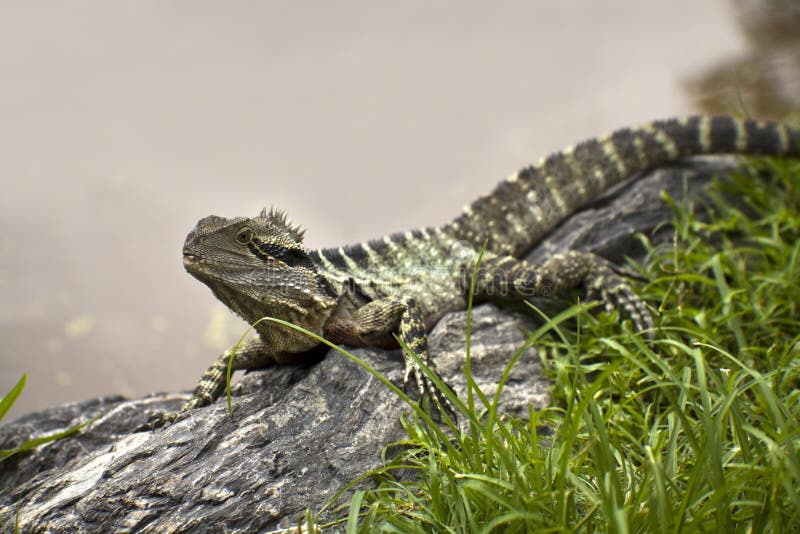 Lizard on the Rock stock image. Image of creature, male - 29369793