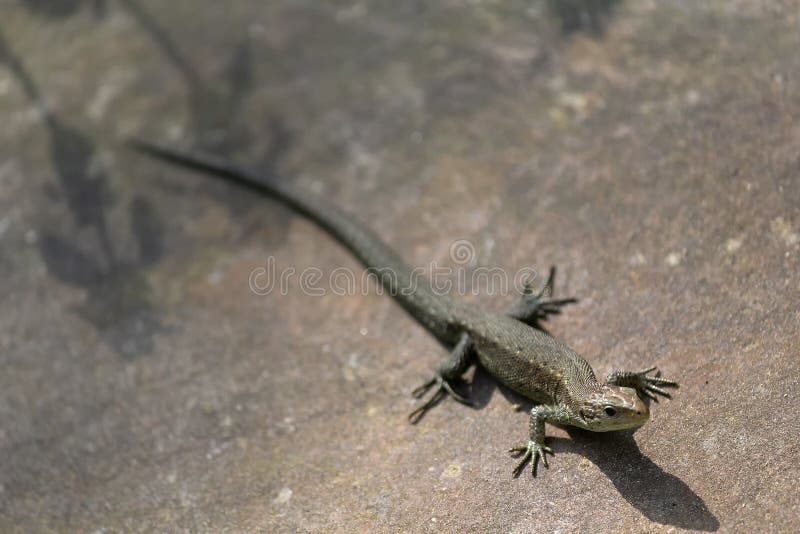 Lizard on the rock stock photo. Image of horizontal - 370533922