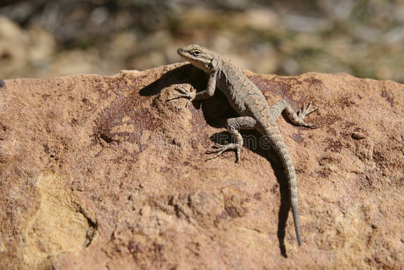 Lizard on a rock stock photo. Image of nature, rock, reptilian - 98447940