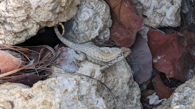 Lizard on a Rock at the Beach Stock Image - Image of trunk, rock: 238148417