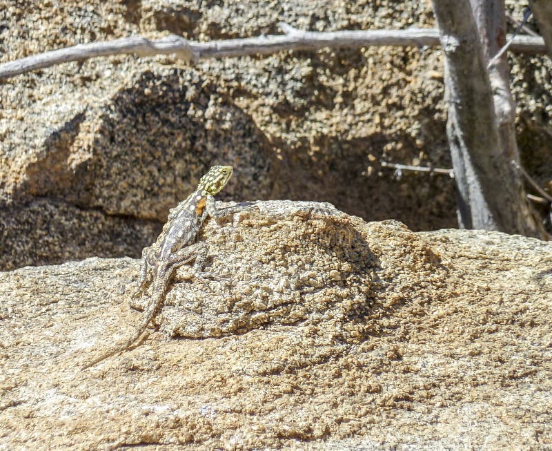 Lizard on rock formation stock photo. Image of creature - 88834410