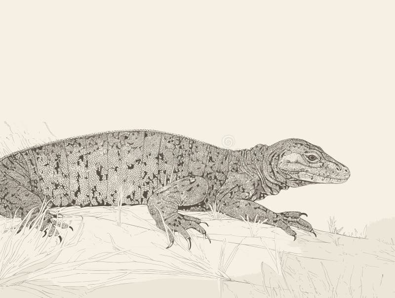 A Lizard on a Rock - a Goanna Basks in the Warmth of the Outdoors Stock ...