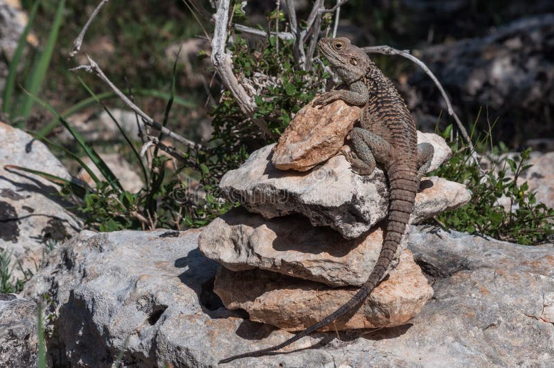 Lizard on Rock at the Island of Delos in Cyprus Stock Photo - Image of ...