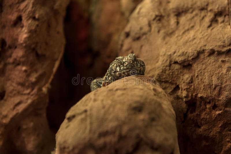 Lizard on the rock stock photo. Image of head, creature - 48833656