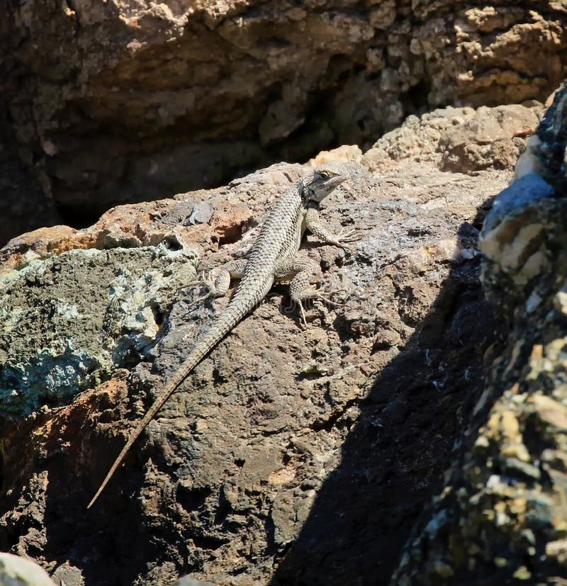 Lizard rock stock photo. Image of rock, soaking, sunshine - 117920334