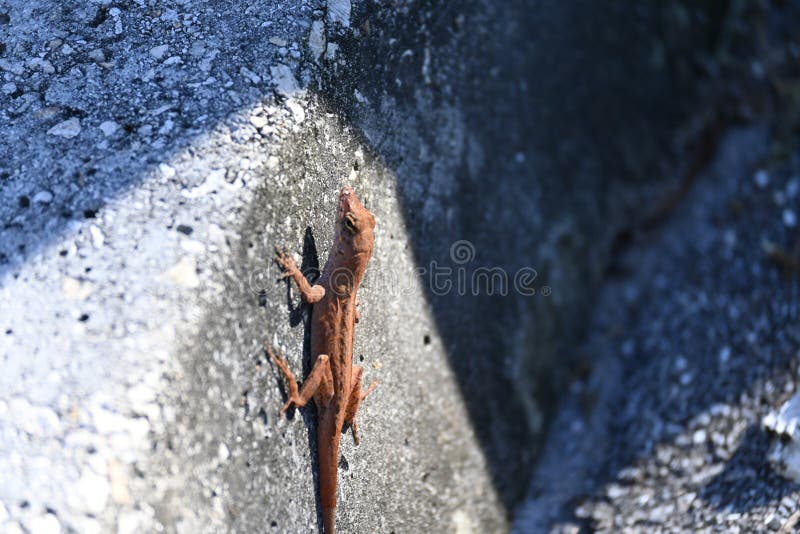 Lizard on rock stock photo. Image of animal, lizard - 201125456