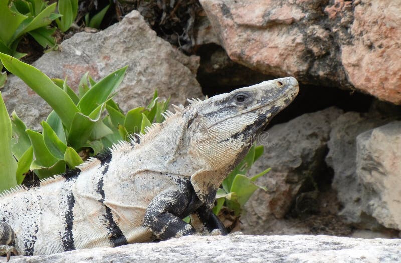Lizard in Yucatan Mexico stock photo. Image of sitandwait - 111311922