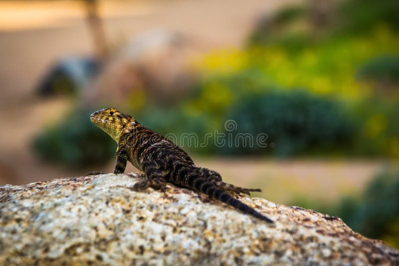 Lizard on a Rock, at Mount Rubidoux Park Stock Image - Image of ...